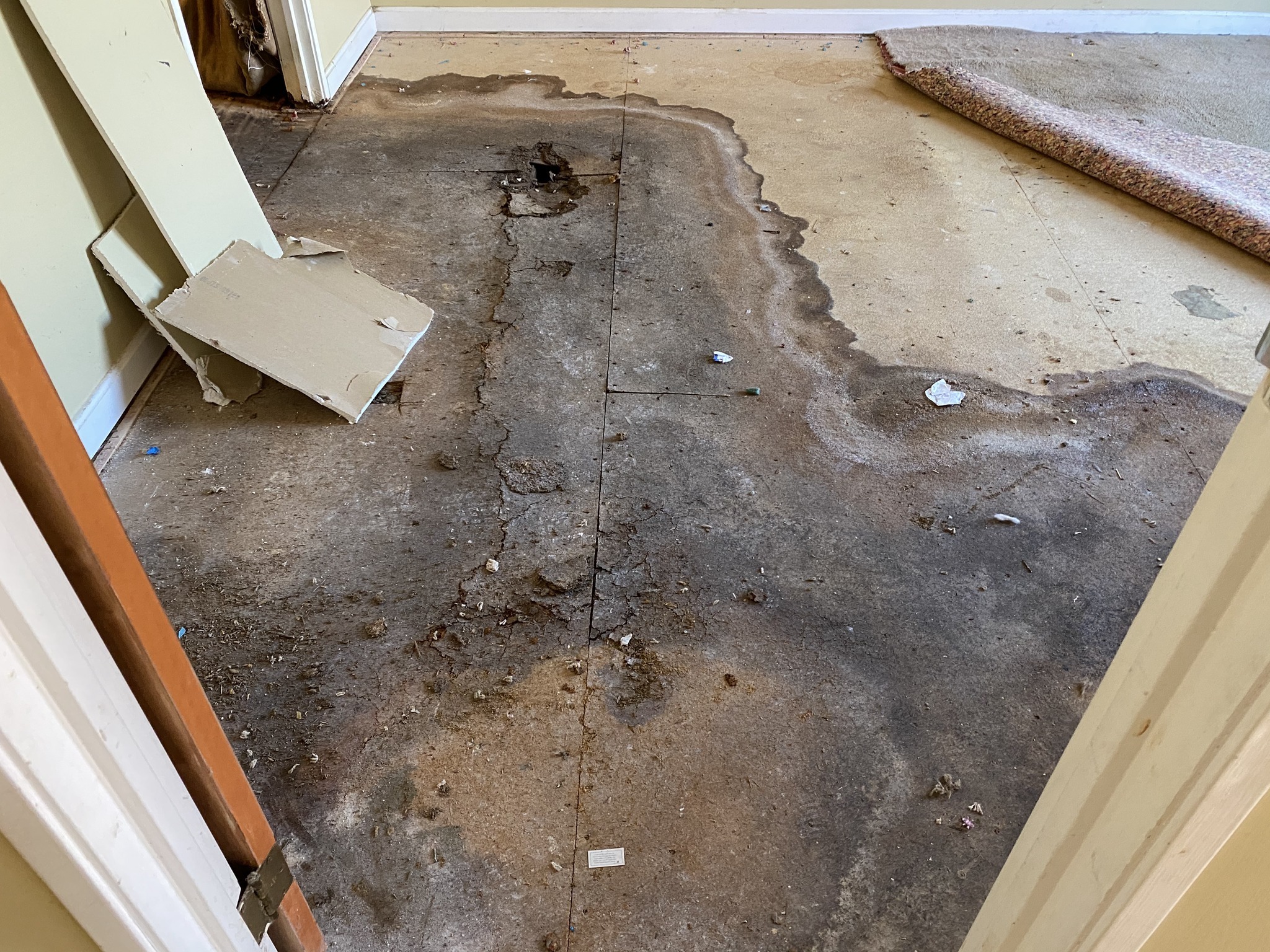 Basement Mold Removal Specialists | Eastern MA & Boston | ProEnviro, LLC
